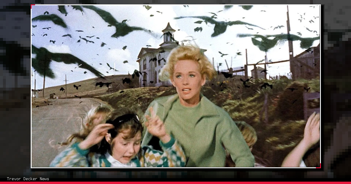 Alfred Hitchcock’s “The Birds” Is Coming Back, This Time as a Limited ...