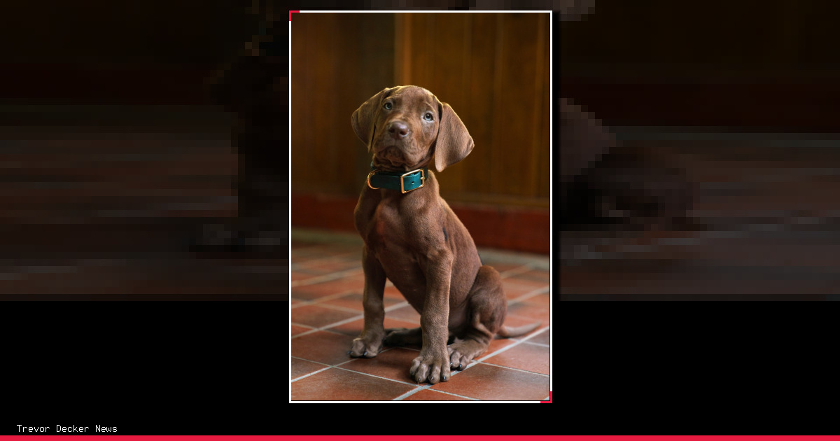 Netflix’s “Scooby-Doo: Origins” Reveals Its Real-Life Great Dane in ...